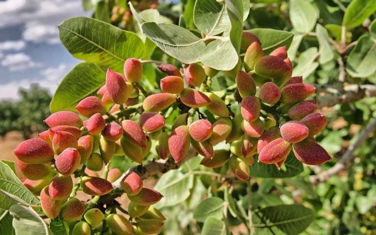 How to Grow a Pistachio Tree from Grocery Pistachios – How to Care Of ...