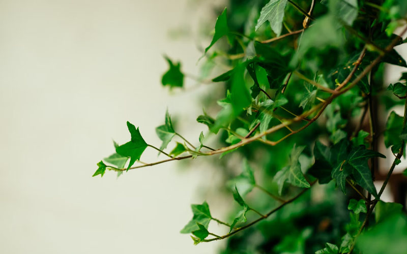 These are the Most Dangerous Plants in the US – How to Care Of Your ...