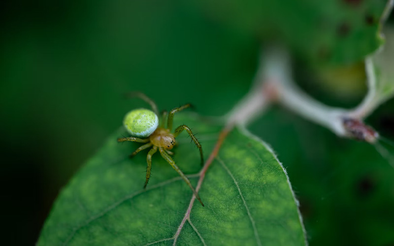 Look Out for Poisonous Spiders if You See This in Your Yard – How to ...