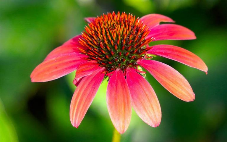 These Are the Most Resilient Flowers You Can Grow – How to Care Of Your ...