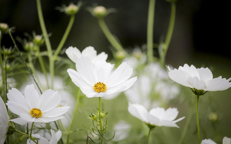 These Are the Most Resilient Flowers You Can Grow – How to Care Of Your ...
