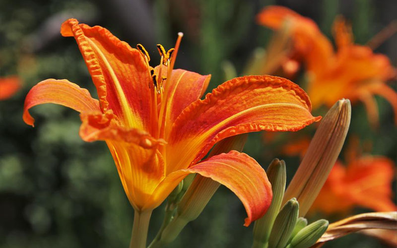 These Are the Most Resilient Flowers You Can Grow – How to Care Of Your ...