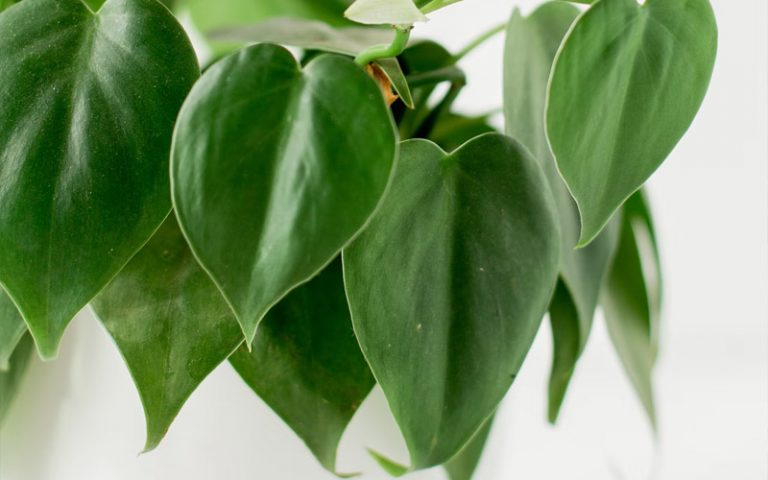 Affordable Plants that Will Transform Your Garden – How to Care Of Your ...