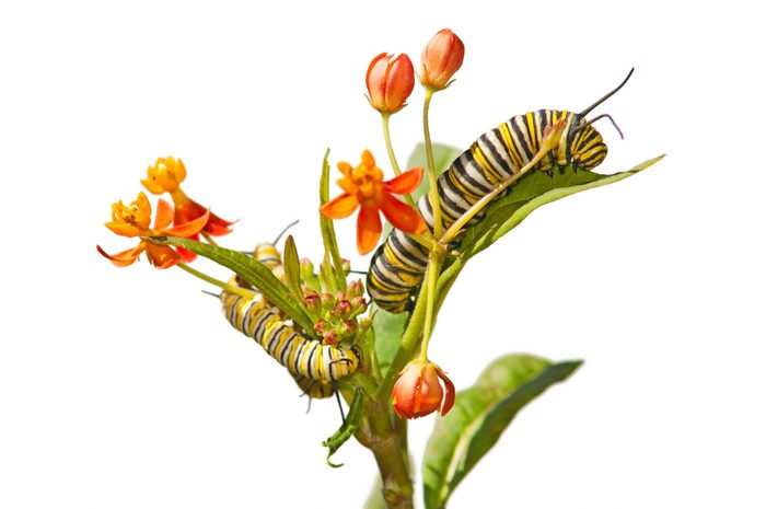 9 Tricks to Attract Butterflies to Your Garden – How to Care Of Your ...