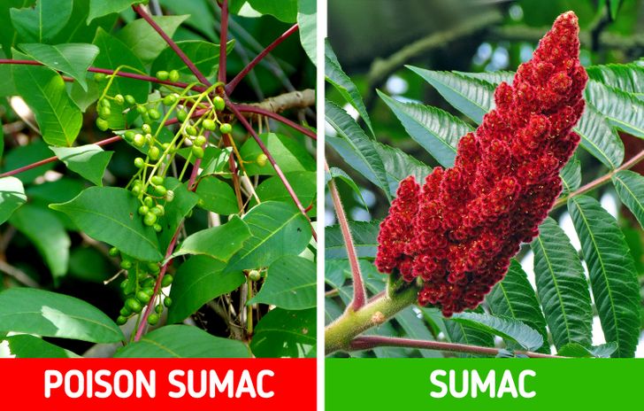 How to Recognize Plants that Are Dangerous to Touch – How to Care Of ...