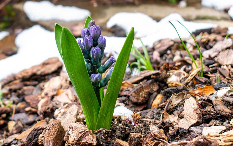 White Substance on Mulch Explained – How to Care Of Your Plants ...