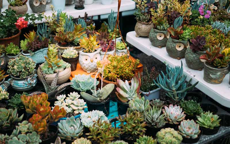 11 Adorable Mini Planters to Elevate Any Space – How to Care Of Your ...