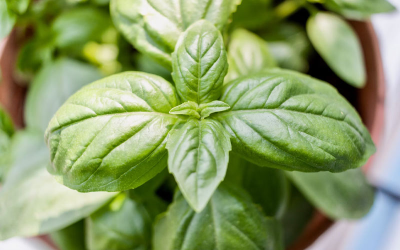 Grow These Plants if You Want to Get Rid of Spiders at Home – How to ...