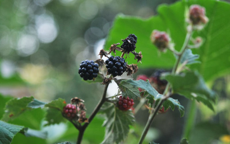 How to Easily Grow Sweet Berry Plants in Pots – How to Care Of Your ...