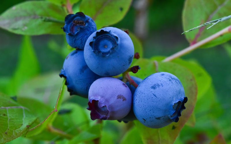 How to Easily Grow Sweet Berry Plants in Pots – How to Care Of Your ...