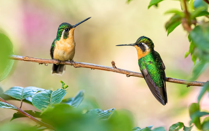 Growing This Plant Will Make Hummingbirds Flock to Your Garden – How to ...