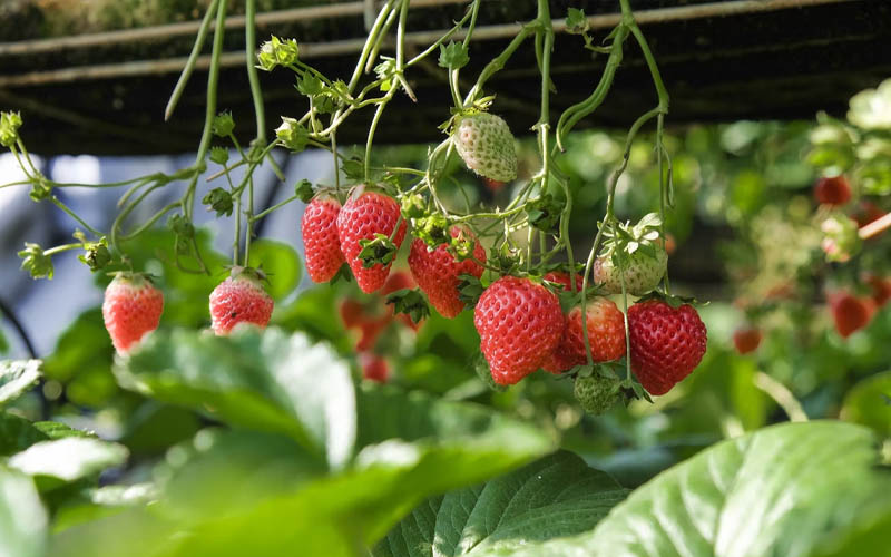How to Easily Grow Sweet Berry Plants in Pots – How to Care Of Your ...