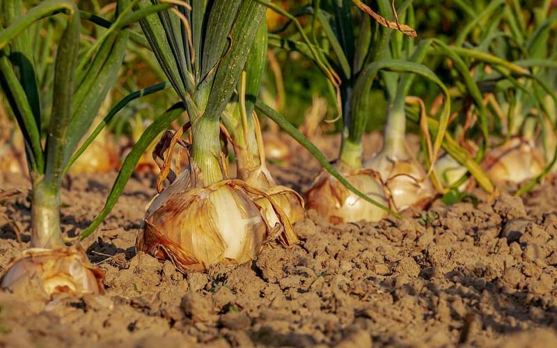 How to Plant Onions – How to Care Of Your Plants – Garden/Gardening ...