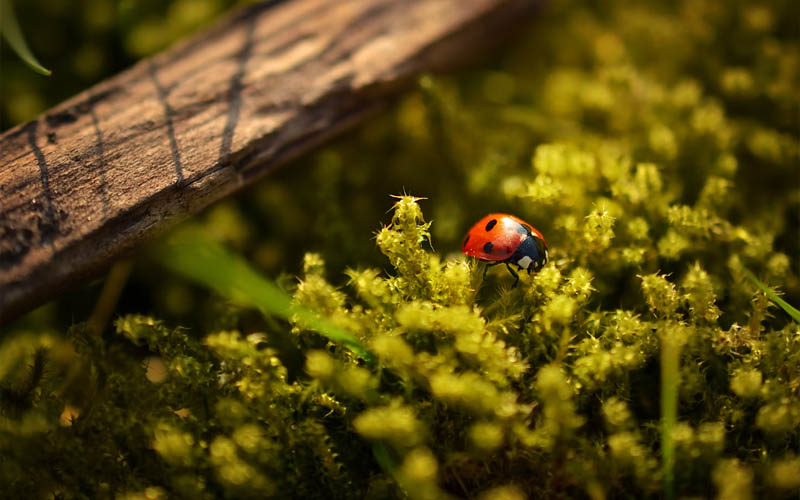 If You Have These Bugs in Your Garden, Just Let Them Be – How to Care ...