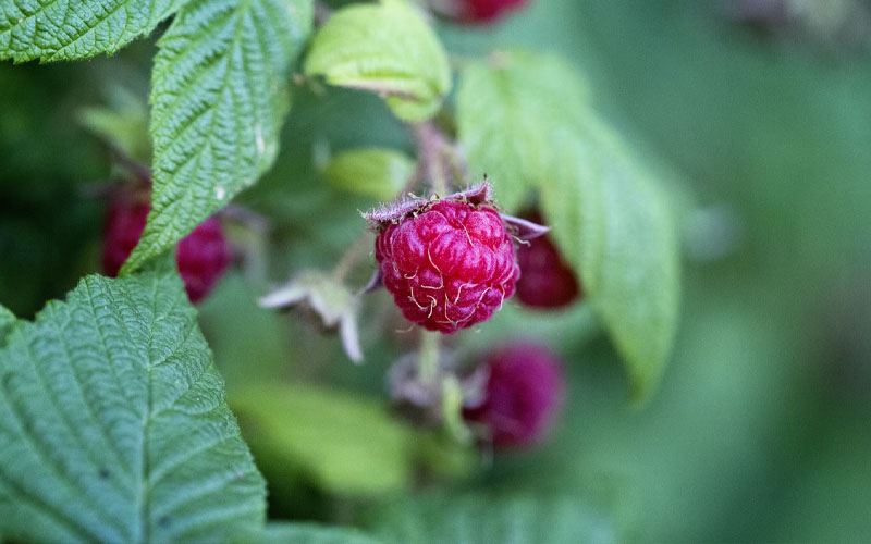How to Easily Grow Sweet Berry Plants in Pots – How to Care Of Your ...