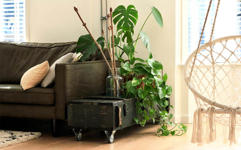 You Can Now Revive Drooping Plants with This Common Appliance – How to ...
