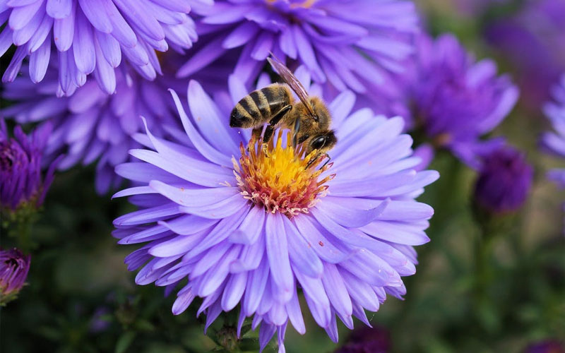 7 Garden Ideas to Attract Honey Bees – How to Care Of Your Plants ...
