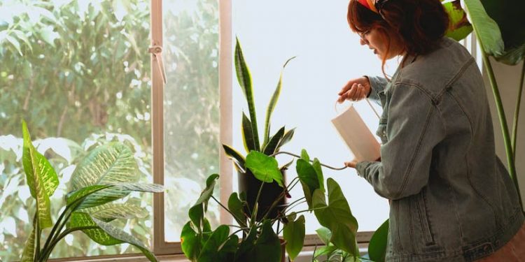 How to Know if Your Plants Are in Need of Water – How to Care Of Your ...