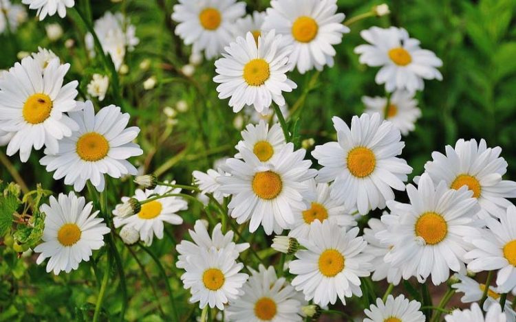 5 Incredible Plants that Keep Flies Away – How to Care Of Your Plants ...