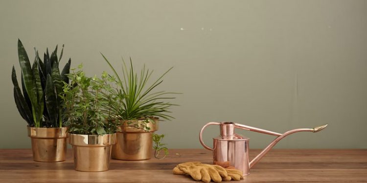 Signs You’re Overwatering Your Plants and How to Fix it – How to Care ...