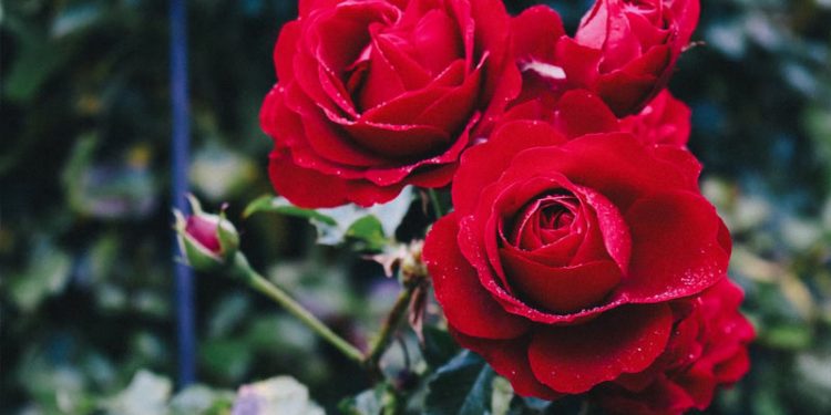The Best Tips to Grow Gorgeous Roses – How to Care Of Your Plants ...