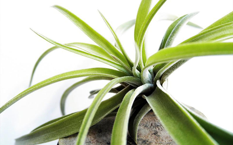 Top 10 Houseplants that Take Care of Your Lungs – How to Care Of Your ...