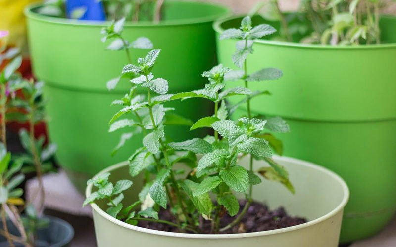 How to Grow Mint Plants in a Small Home – How to Care Of Your Plants ...