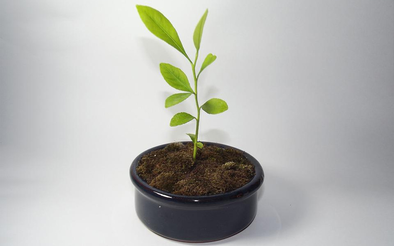 How to Grow a Lemon Tree in a Coffee Cup – How to Care Of Your Plants ...