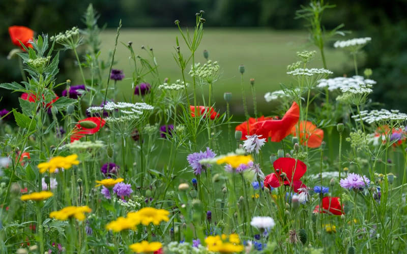 If You Live Here, Stay Away from This Common Plant – How to Care Of ...