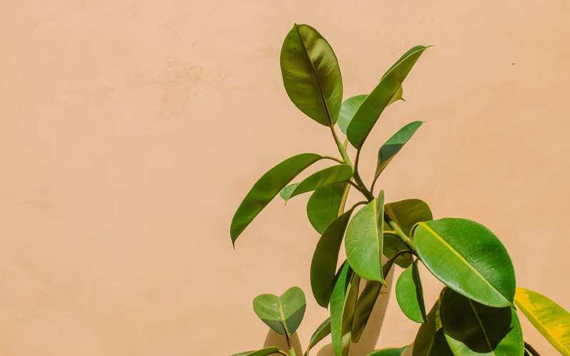 Top 10 Houseplants that Take Care of Your Lungs – How to Care Of Your ...