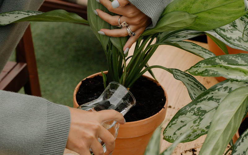 This Surprising Drink Will Make Your Plants Thrive – How to Care Of ...