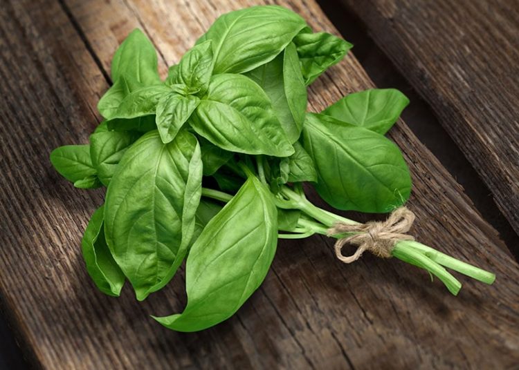 Top 6 Plants to Deter Snakes in Your Yard – How to Care Of Your Plants ...