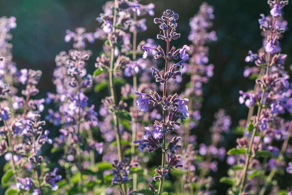 5 of the Best Plants Ant-Repelling Plants – How to Care Of Your Plants ...