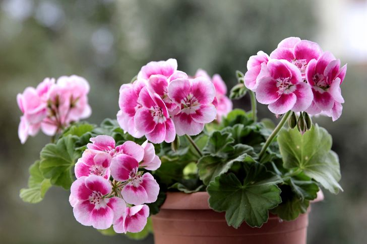 Top 6 Houseplants for a Nice-Smelling Home – How to Care Of Your Plants ...