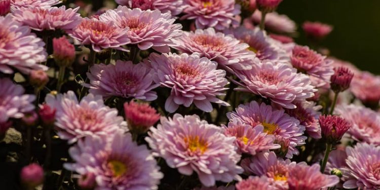 7 of the Best Natural Insect Repellent Plants – How to Care Of Your ...