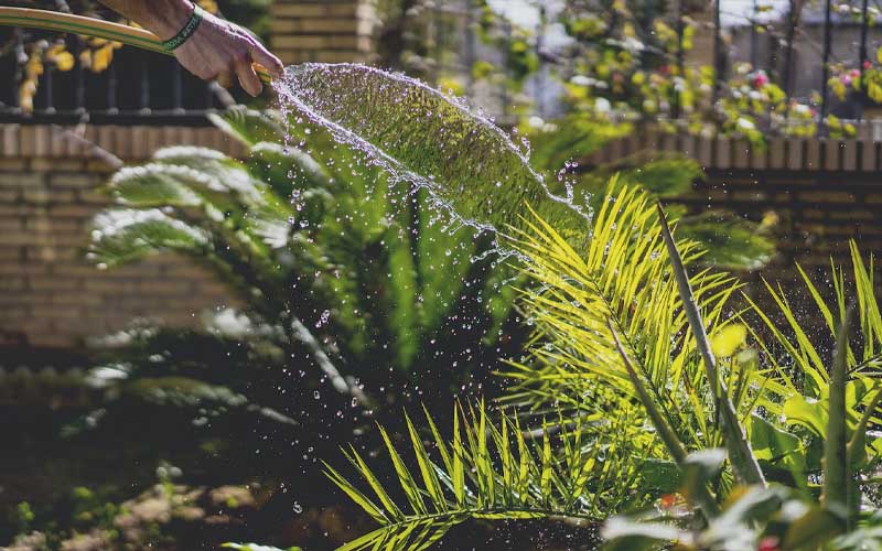 What You Need to Do in the Morning for an Outstanding Garden – How to ...