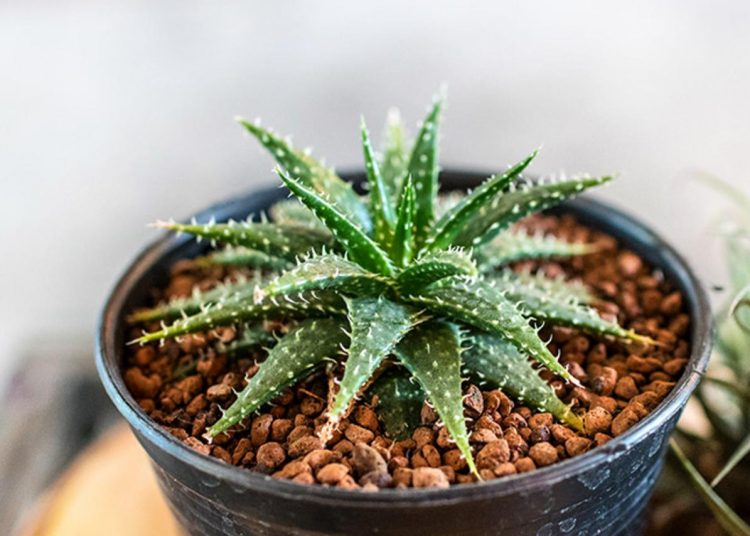 These Houseplants Are Secretly Harming Your Health – How to Care Of ...