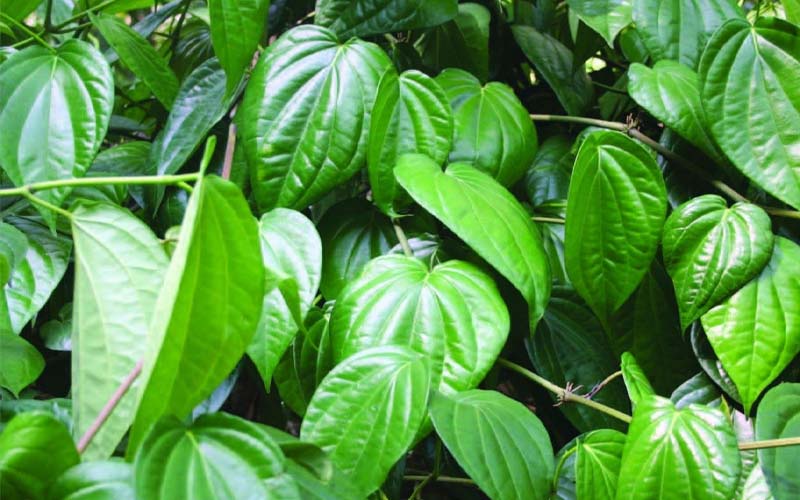 Top 6 Plants that Reduce Digital Eye Strain – How to Care Of Your ...