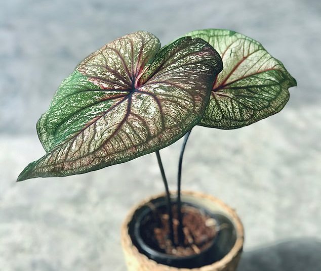 These Houseplants Are Secretly Harming Your Health – How to Care Of ...