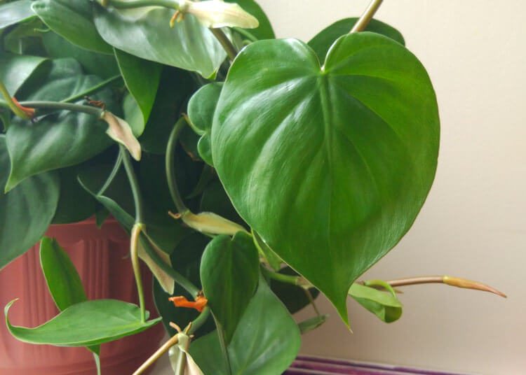 These Houseplants Are Secretly Harming Your Health – How to Care Of ...