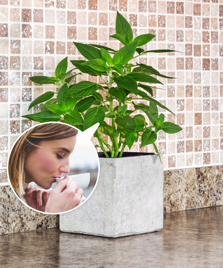 Having These Plants Near You Can Remarkably Reduce Stress – How to Care ...