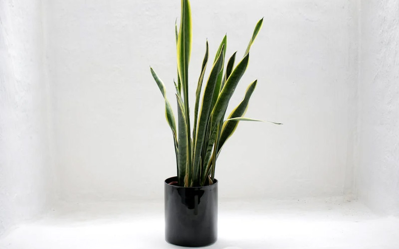 Top 6 Plants that Reduce Digital Eye Strain – How to Care Of Your ...