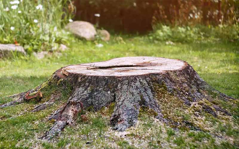 The Best Natural Tree Stump Removal Hacks – How to Care Of Your Plants ...