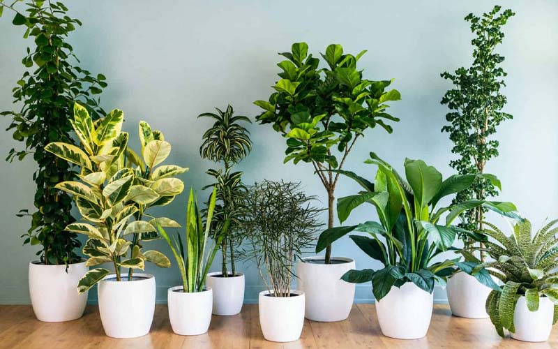 10 Super-Powerful Houseplants That Will Upgrade Your House – How to ...