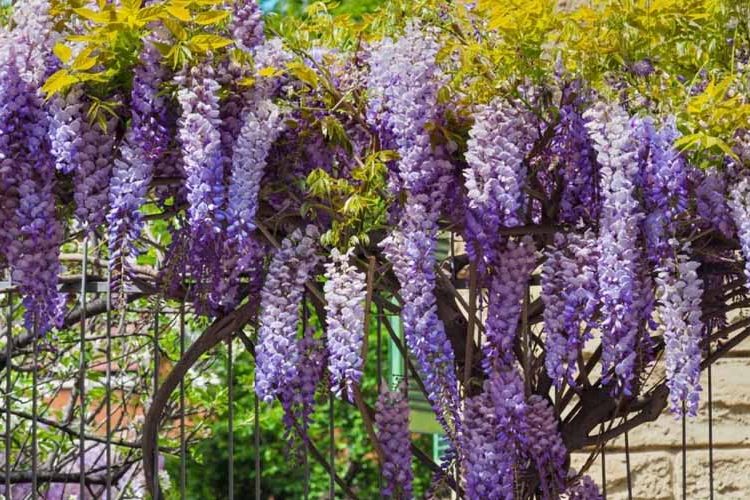 Remove These Invasive Trees from Your Backyard Now! – How to Care Of ...