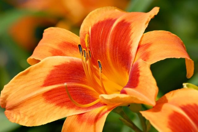 12 of the Best Edible Flowers That You Can Grow Easily! – How to Care ...