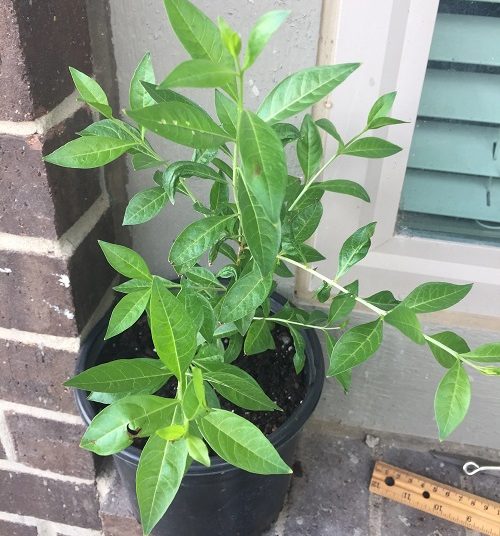 These Plants Can Help Your Hair Grow Faster – How to Care Of Your ...