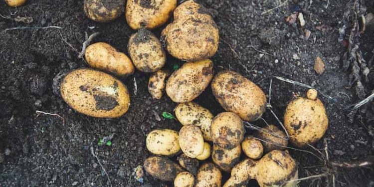 How to Grow Lots of Potatoes in a Trash Bag! – How to Care Of Your ...