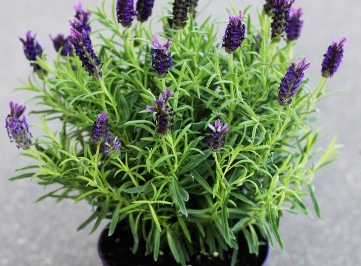 10 Super-Powerful Houseplants That Will Upgrade Your House – How to ...