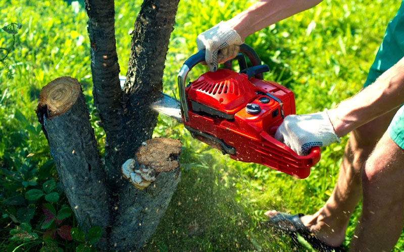 Remove These Invasive Trees from Your Backyard Now! – How to Care Of ...